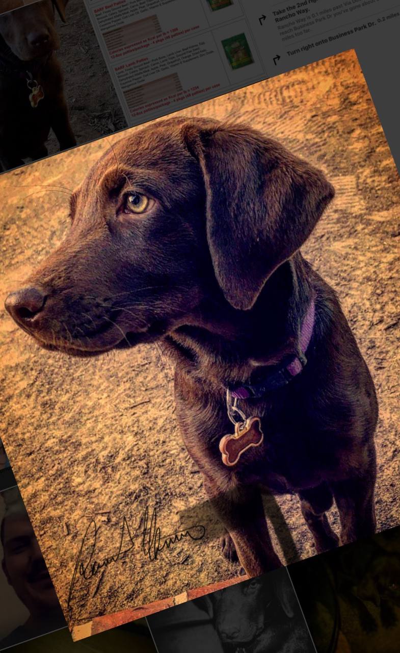 Fun Facts About Brown Labs (and Why We Love ‘Em at Poop2Fresh ...